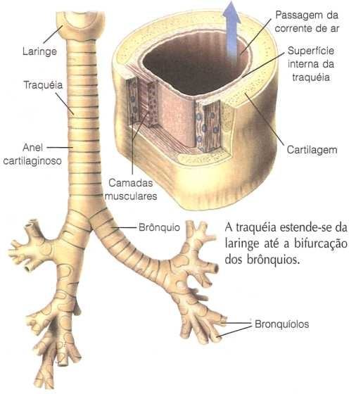 Traqueia - Cola da Web