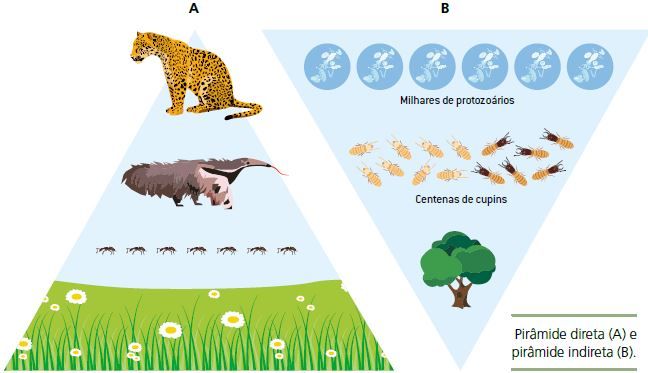 Pirâmides Ecológicas - Cola da Web