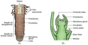 Meristemas - Cola da Web