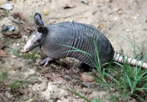 Tatus: Características e Espécies - Cola da Web