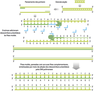 Técnica de PCR: o que é, como é feita passo a passo - Cola da Web