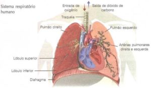 Pulmões - Características, movimentos e trocas gasosas - Cola da Web